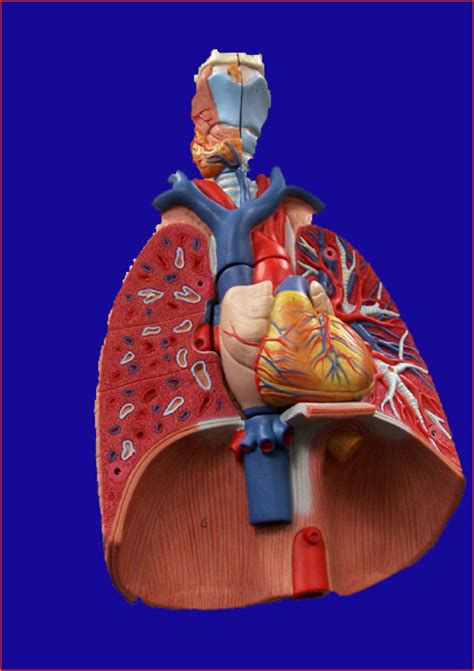 Heart Lungs Larynx Deep View Diagram Quizlet Hot Sex Picture