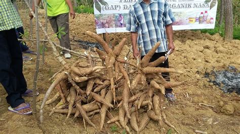 Cara Menanam Ubi Kayu PAKAI CARA ORGANIK