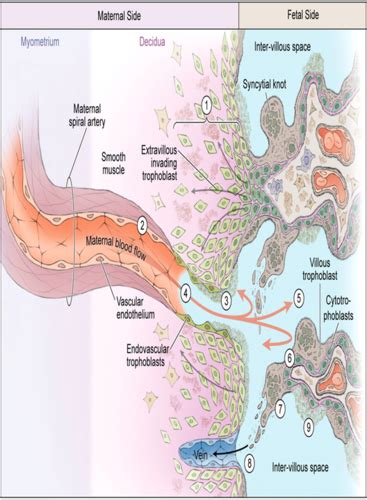 Congenital Infections Identification Treatment And Outcomes