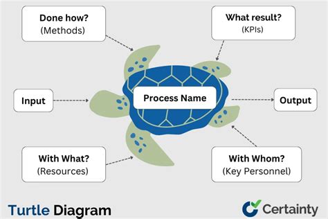 Sea Turtle Diagram