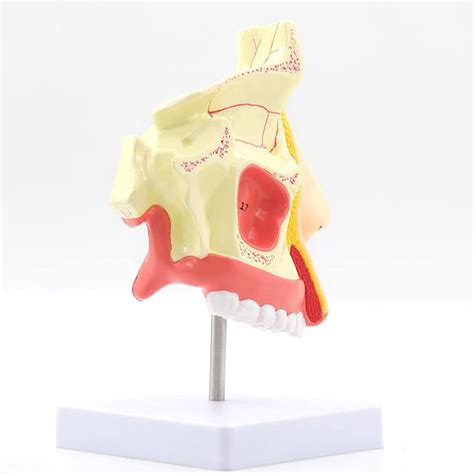 Amazon Human Larynx And Pharynx Disorders Model Human Nasal