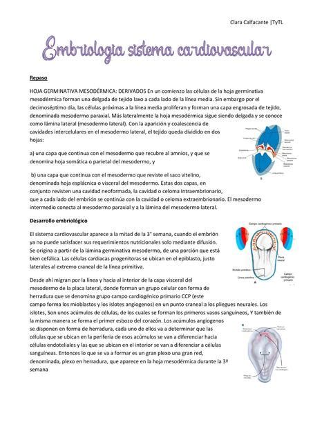 Embriología Sistema Cardiovascular Clara Calfacante uDocz
