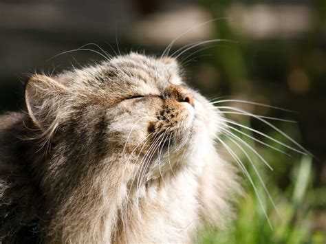 Comment Savoir Si Mon Chat Est Allergique Au Pollen