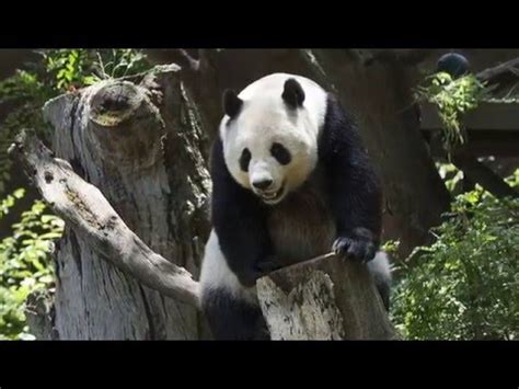 Oso Panda Ailuropoda melanoleuca Dónde vive características y
