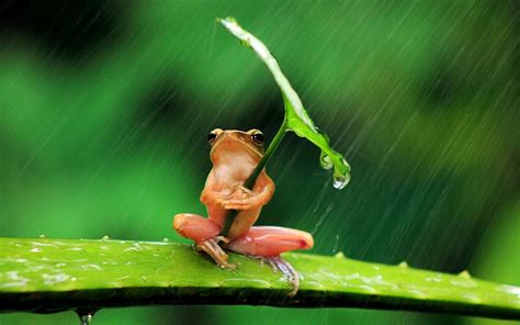 View Cottagecore Frog Aesthetic Wallpaper Laptop Rusty Wallpaper