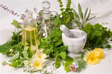 Tanaman Obat Dan Kegunaannya 10 Jenis Tanaman Toga Dan Manfaatnya