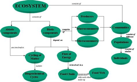 Create An Ecosystem Web By Drawing Arrows Between Components That