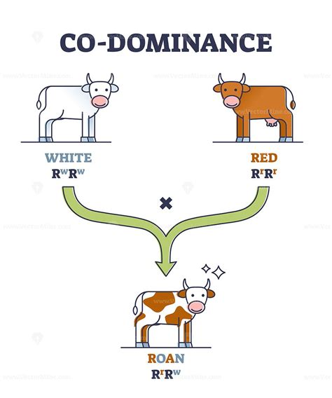 Co Dominance As Alleles Heterozygote Expression Inheritance Outline