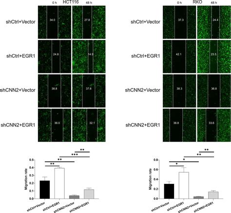 CNN2 Silencing Inhibits Colorectal Cancer Development Through Promoting