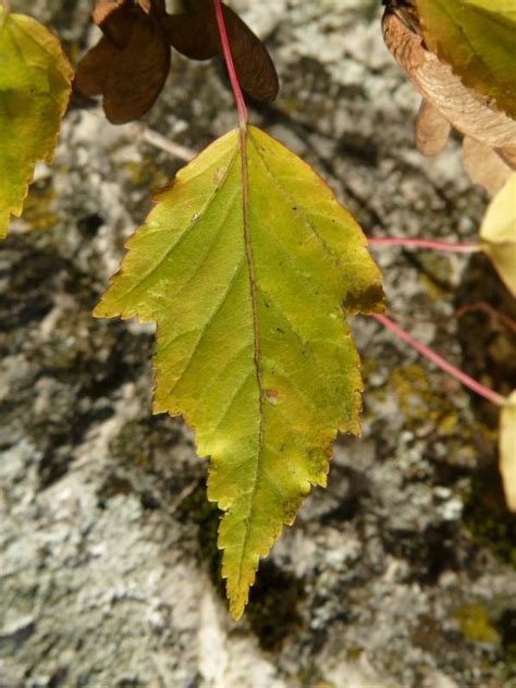 Free Images Tree Nature Branch Leaf Flower Rose Food Green