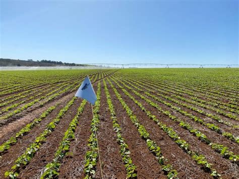 Plantação de feijão saiba como cultivar Nutrição de Safras