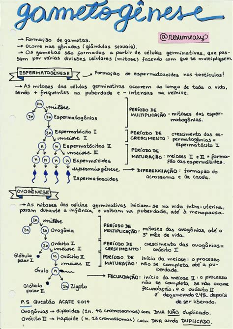 Gametogênese resumos e mapas mentais Infinittus