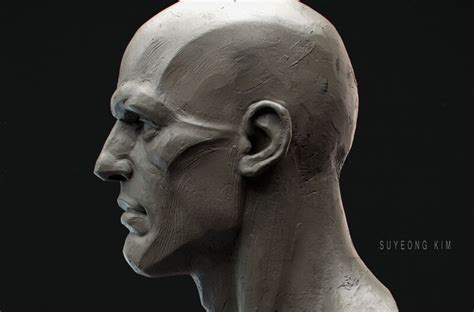 ArtStation Male Anatomy Bust Head Anatomy Anatomy For Artists