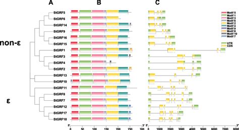 Phylogenetic Relationships Gene Structure And Conserved Motifs Of The