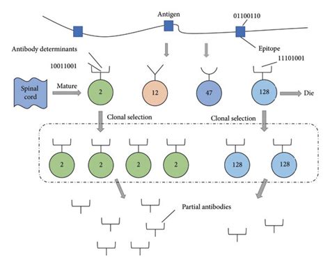 principle of biological immune clonal selection download scientific diagram