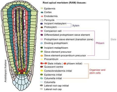 What Is Apical Meristem Tissue Design Talk