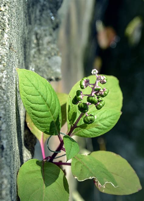 Free Images Tree Nature Grass Branch Blossom Sunshine Fruit