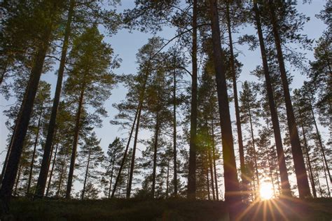 Kostenlose foto Baum Natur Wald Wildnis Sonne Sonnenlicht Bäume