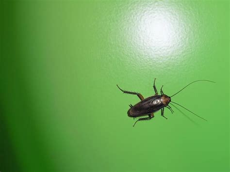 Moving Cockroach Hd Wallpaper Pxfuel