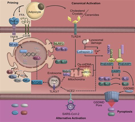 Frontiers NLRP3 Inflammasome The Stormy Link Between Obesity And