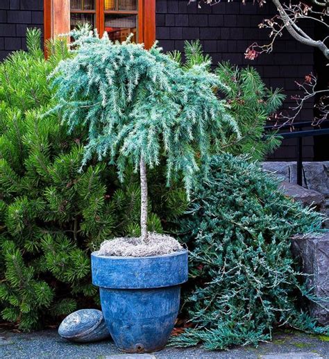 Cedrus Deodara Feelin Blue Development Instance