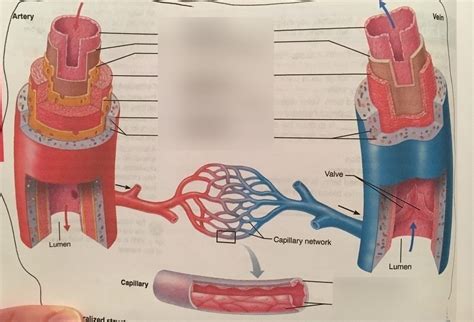 Structure Of Blood Vessels Diagram Quizlet