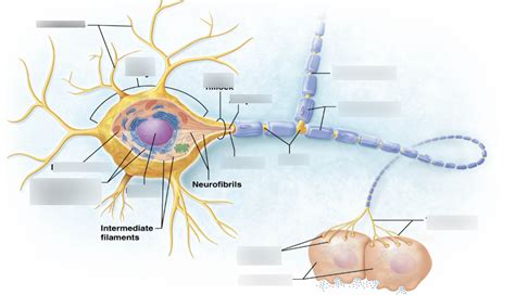 Parts Of Neuron Diagram Quizlet