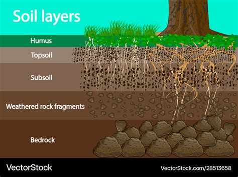Soil Layers Royalty Free Vector Image VectorStock