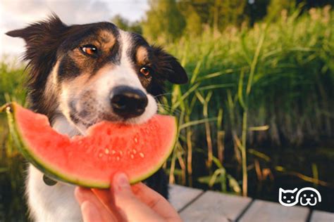Los Perros Pueden Comer Sandía Pueden Comer
