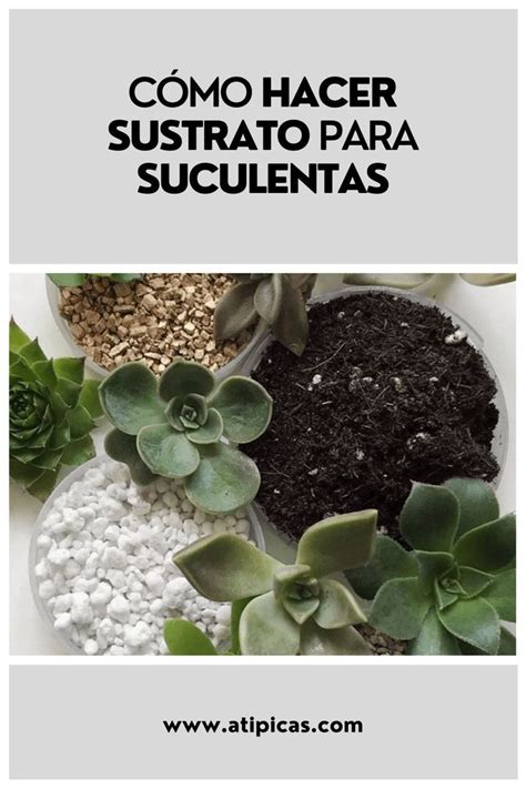 C Mo Hacer Sustrato Para Suculentas Suculentas Arreglos Con