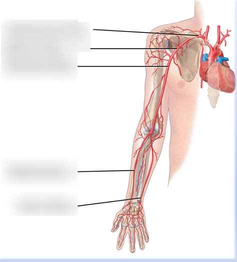 Systemic Circulation Select Major Arteries Diagram Quizlet