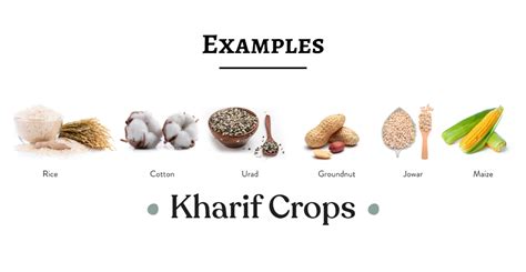 Kharif Crop Definition Characteristic Features And More