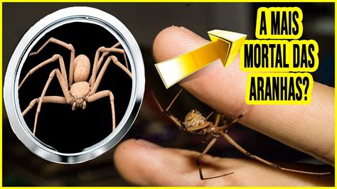 SICARIUS A ARANHA MAIS MORTAL DO MUNDO YouTube