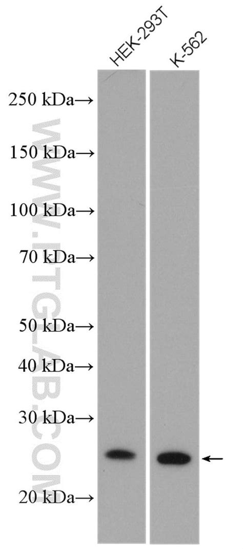 RPE Rabbit anti Human Mouse Rat Polyclonal Proteintech 150 μL