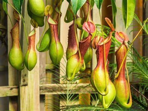 Las 10 plantas más raras del mundo Gente YOLD
