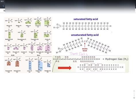 Macromolecules Diagram Quizlet