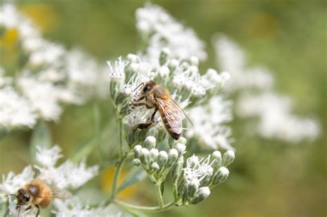 Honungsbin Blommor Pollinering Gratis Foto P Pixabay Pixabay