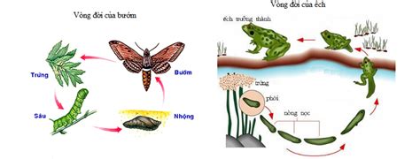 Lý thuyết khái quát về sinh trưởng và phát triển ở sinh vật Khoa học