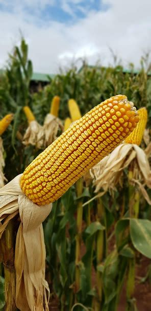 Imea Indica In Cio Da Colheita Do Milho Safrinha No Mato Grosso