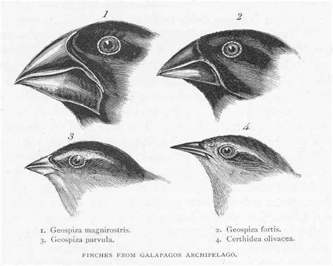 La teoría sintética de la evolución también conocida como teoría