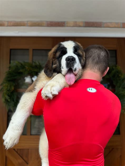 Review Akc Saint Bernard Puppies For Sale