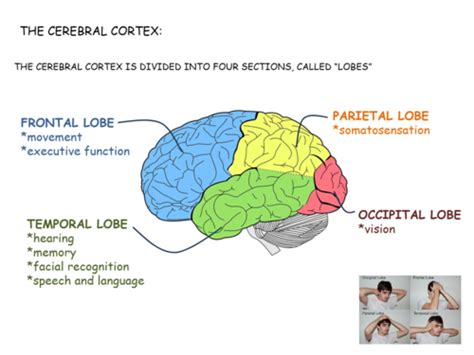 Organisation And Function Of The Nervous System Biology Flashcards