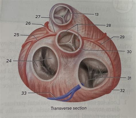 Internal Anatomy Of The Heart Transverse Section Diagram Quizlet