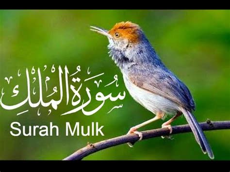 Surah Al Mulk full most beautiful recitation سورة الملك