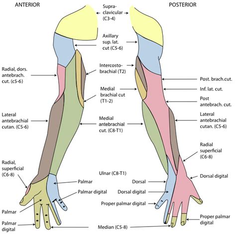 Posterior Cutaneous Nerve Of Forearm Wikipedia