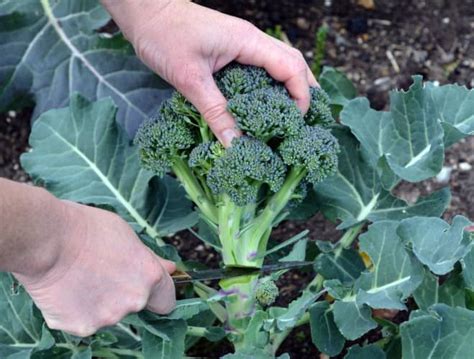 Cómo sembrar y cultivar Brócoli de manera orgánica Eco Jardín Mágico