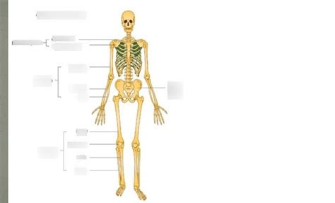 Appendicular Skeleton Diagram Quizlet