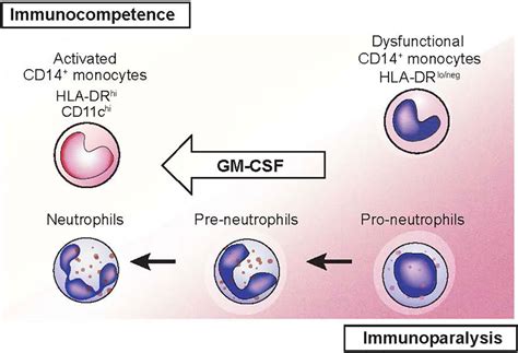 Frontiers Sargramostim Rhu GM CSF As Cancer Therapy Systematic