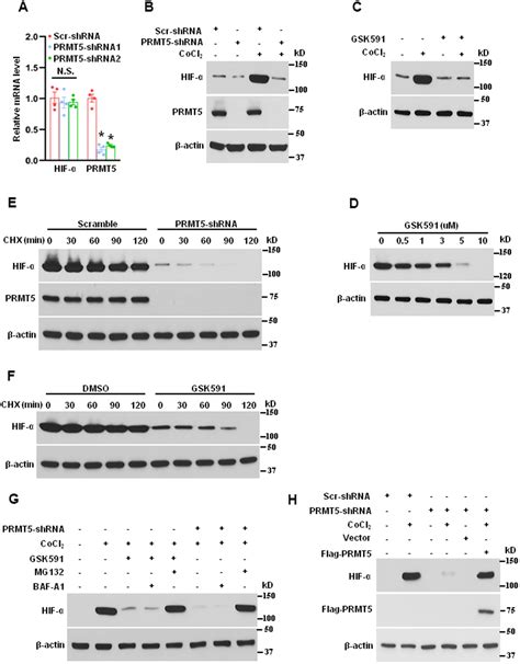 PRMT5 facilitates angiogenesis and EMT via HIF 1α VEGFR Akt signaling