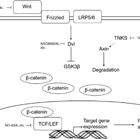 Schematic Representation Of The Canonical Wnt Pathway In Its On State
